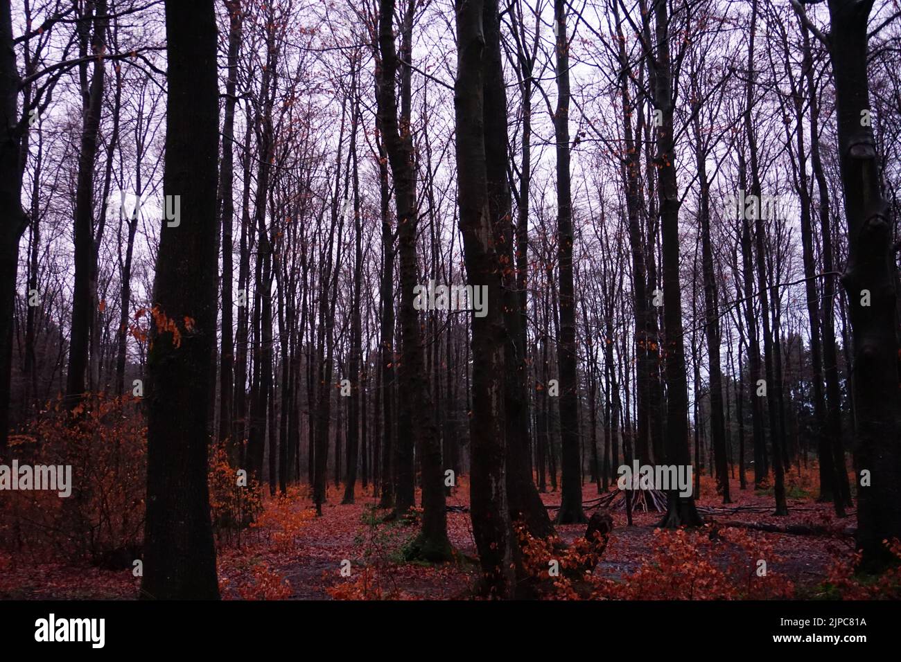 Exciting atmosphere in the forest Stock Photo - Alamy