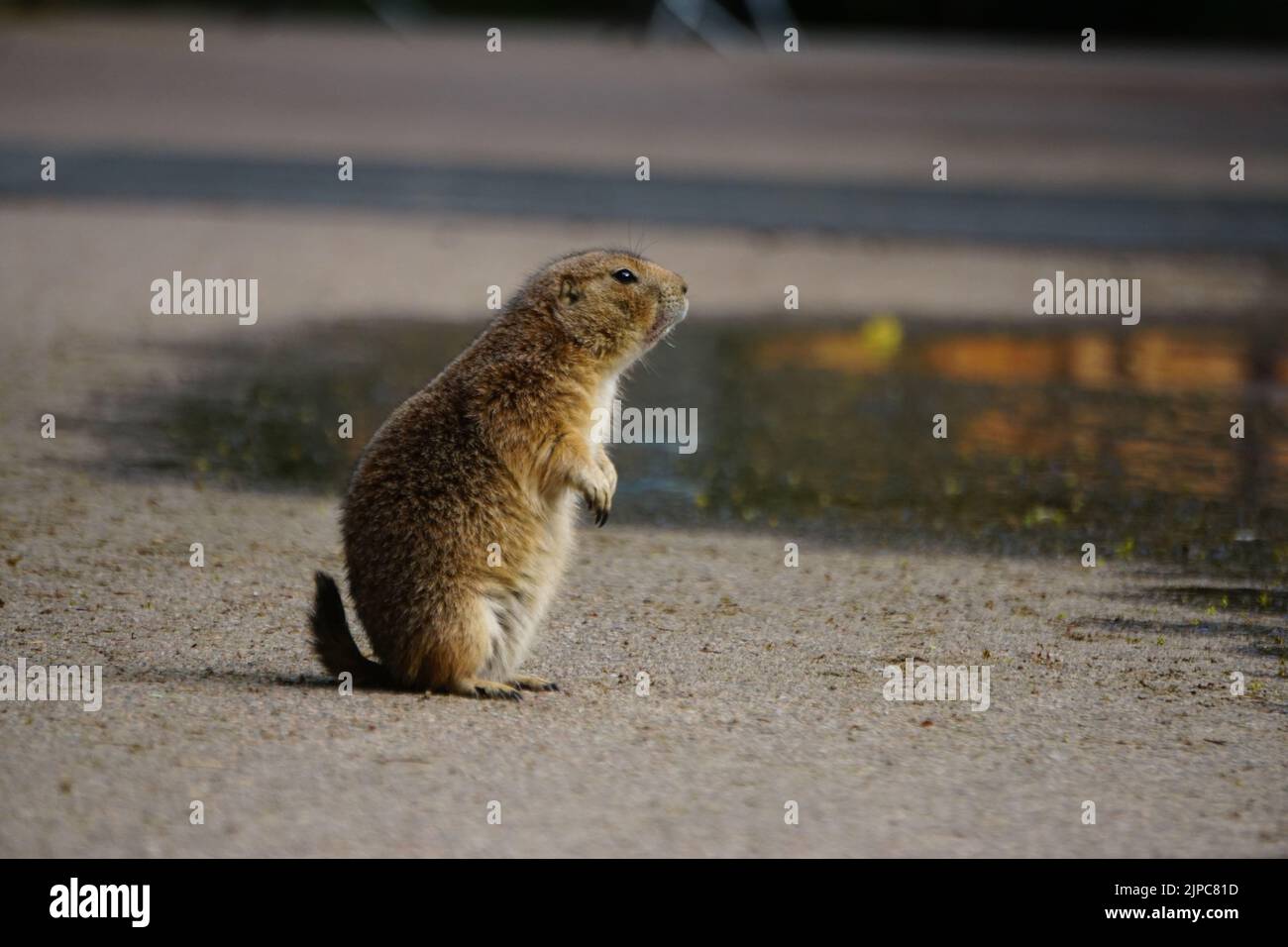 A black-tailed prairie dog standing Stock Photo - Alamy