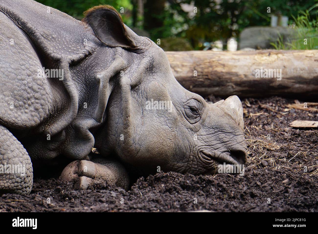 Rhinocerotidae (rhinoceros) lies quietly on the ground Stock Photo - Alamy