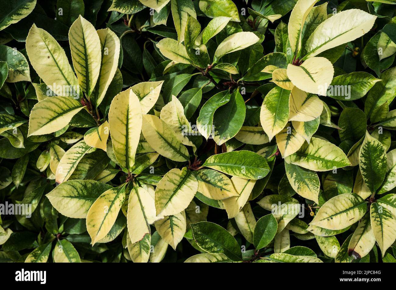 Land art flores hi-res stock photography and images - Alamy