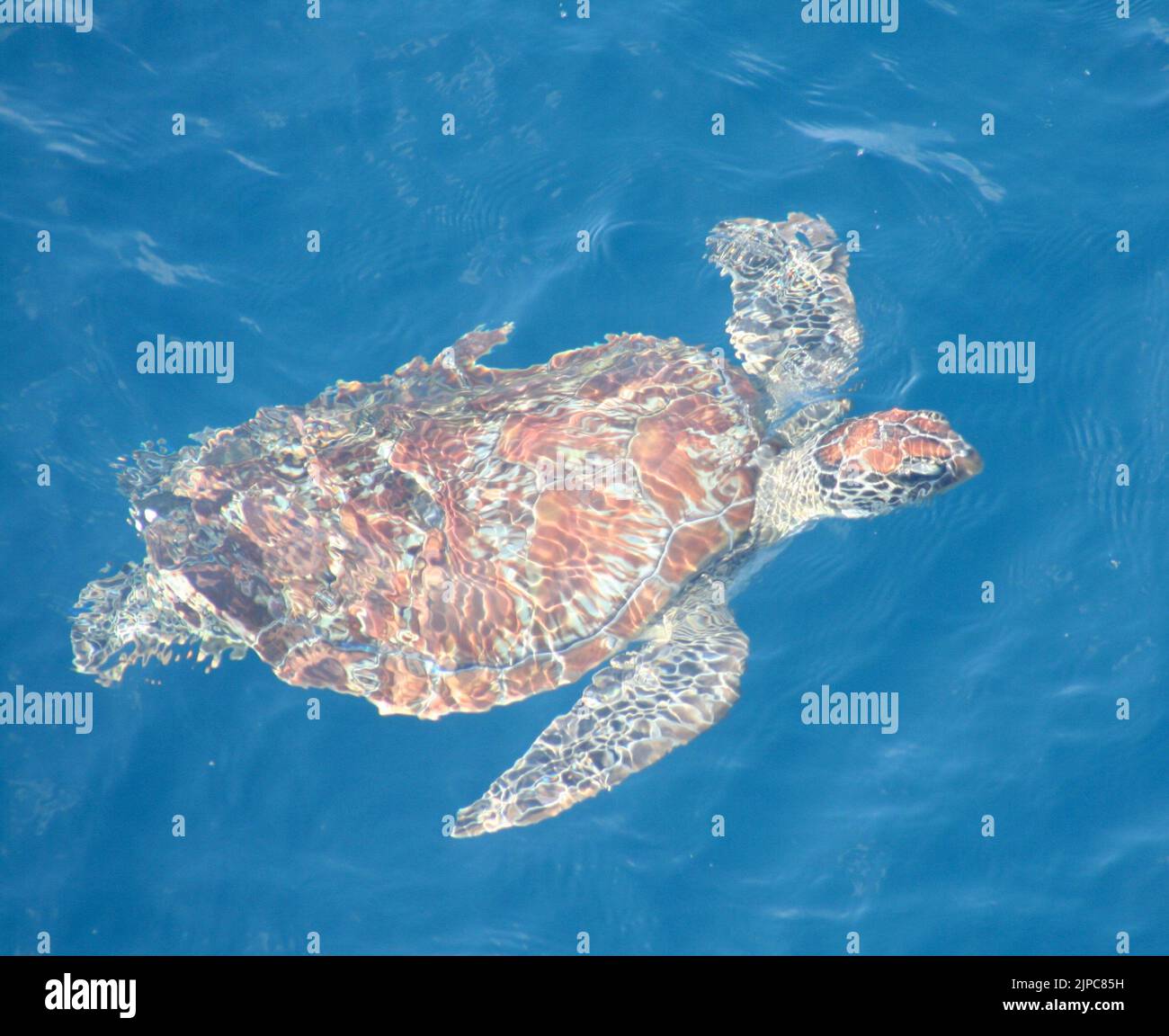 A Green Turtle accompanies a dive boat in The Andaman Sea Stock Photo ...