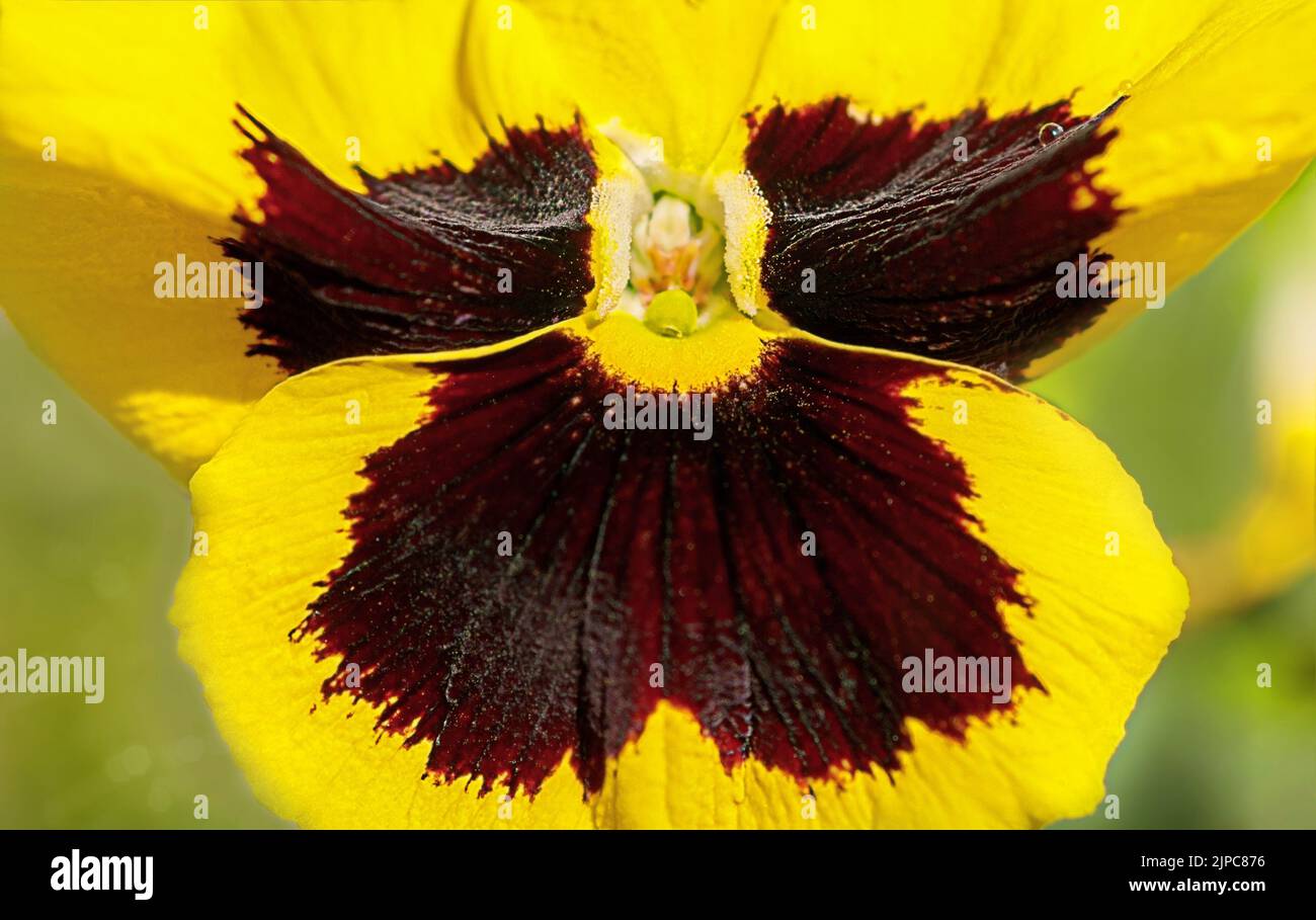 Viola yellow in the garden on a summer sunny day Stock Photo - Alamy