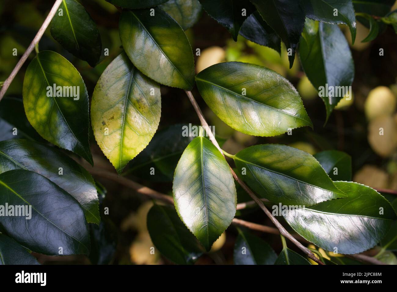 Waxy leaves reflect the autumn sun at RHS Rosemoor Stock Photo - Alamy
