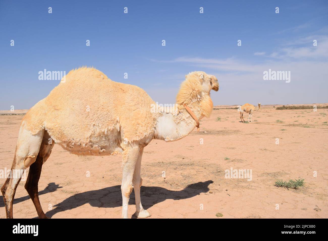 wild desert in Amman, Jordan. Considered as a white desert in Middle ...