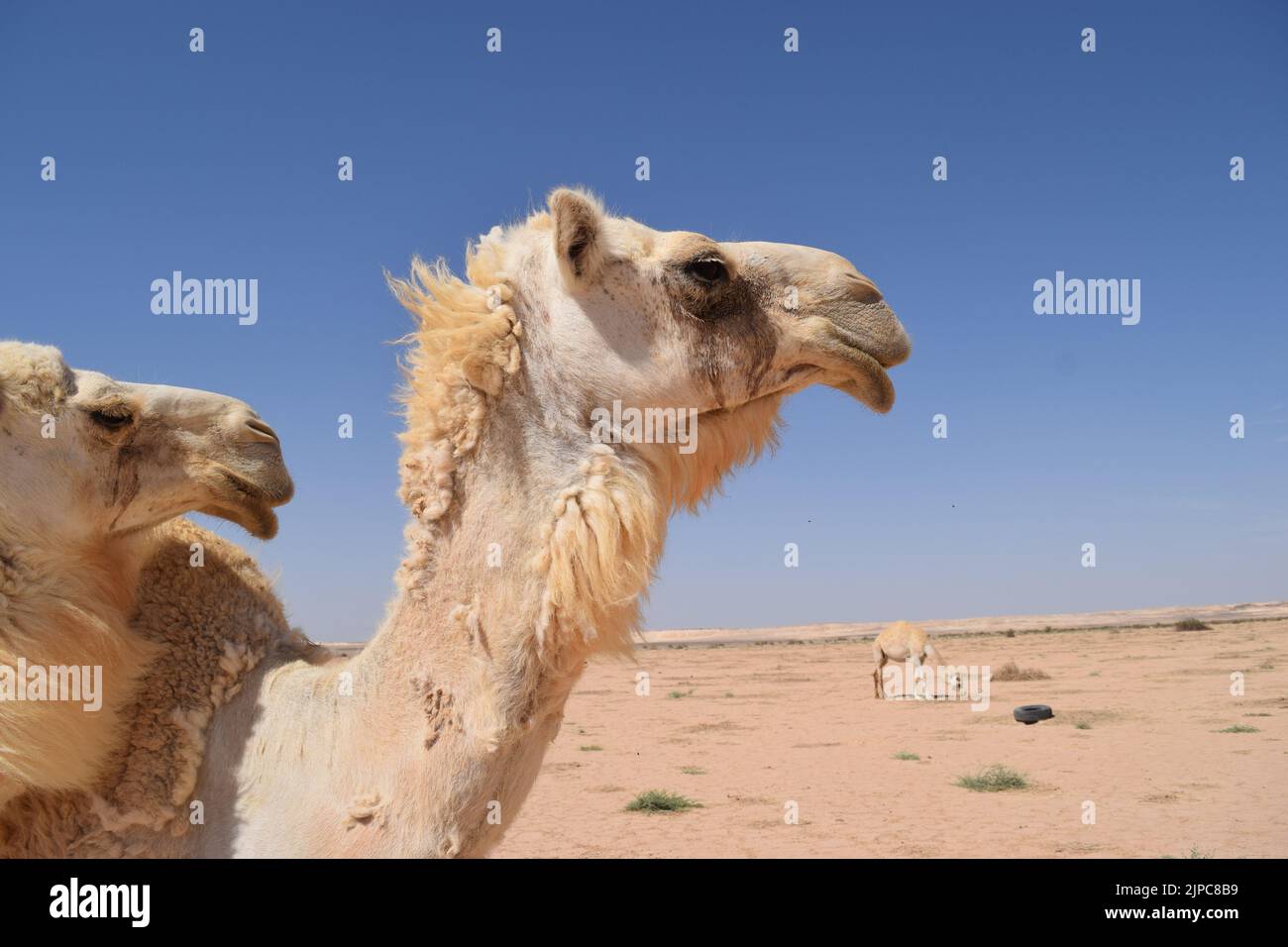 wild desert in Amman, Jordan. Considered as a white desert in Middle ...