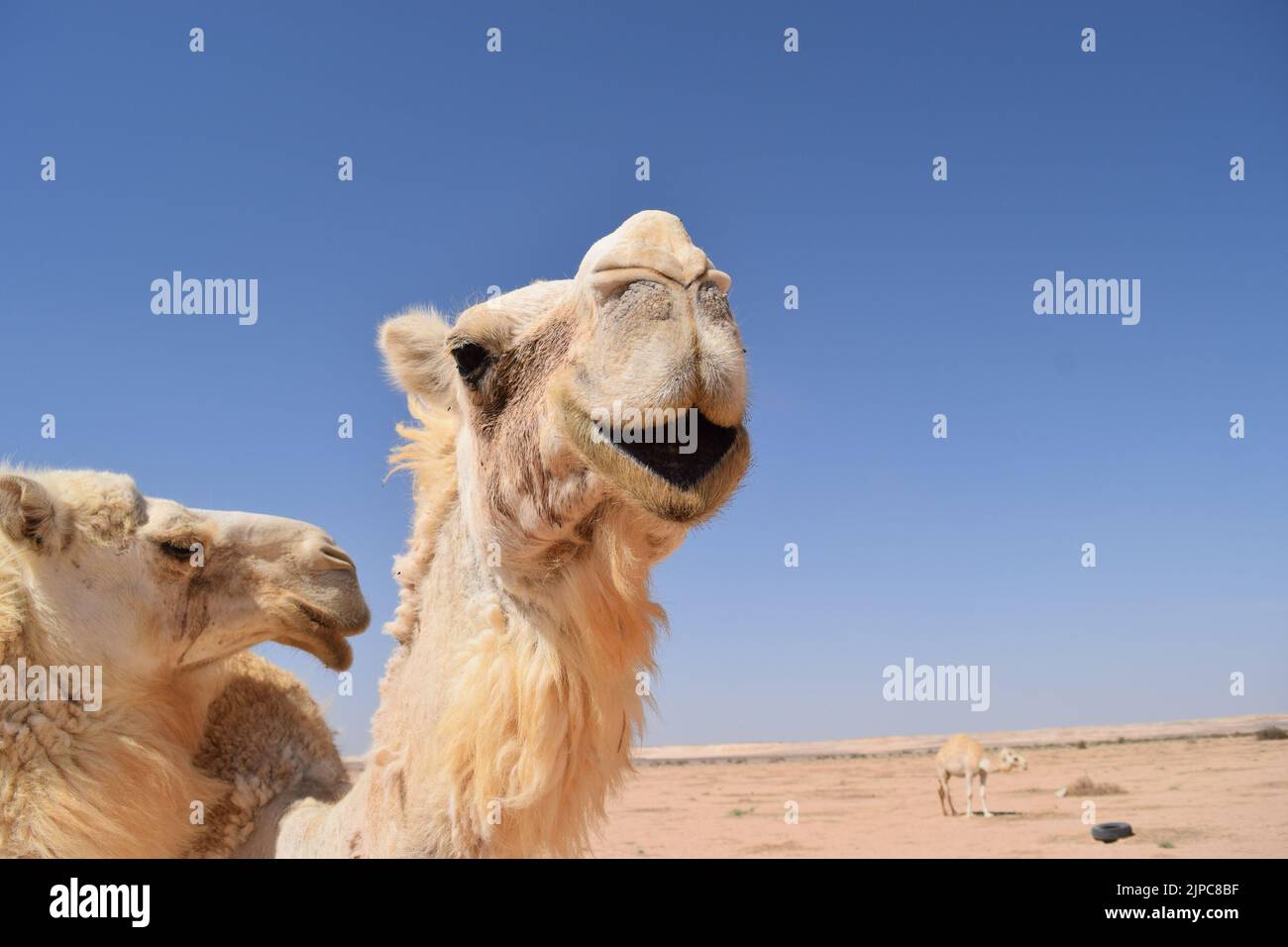wild desert in Amman, Jordan. Considered as a white desert in Middle ...