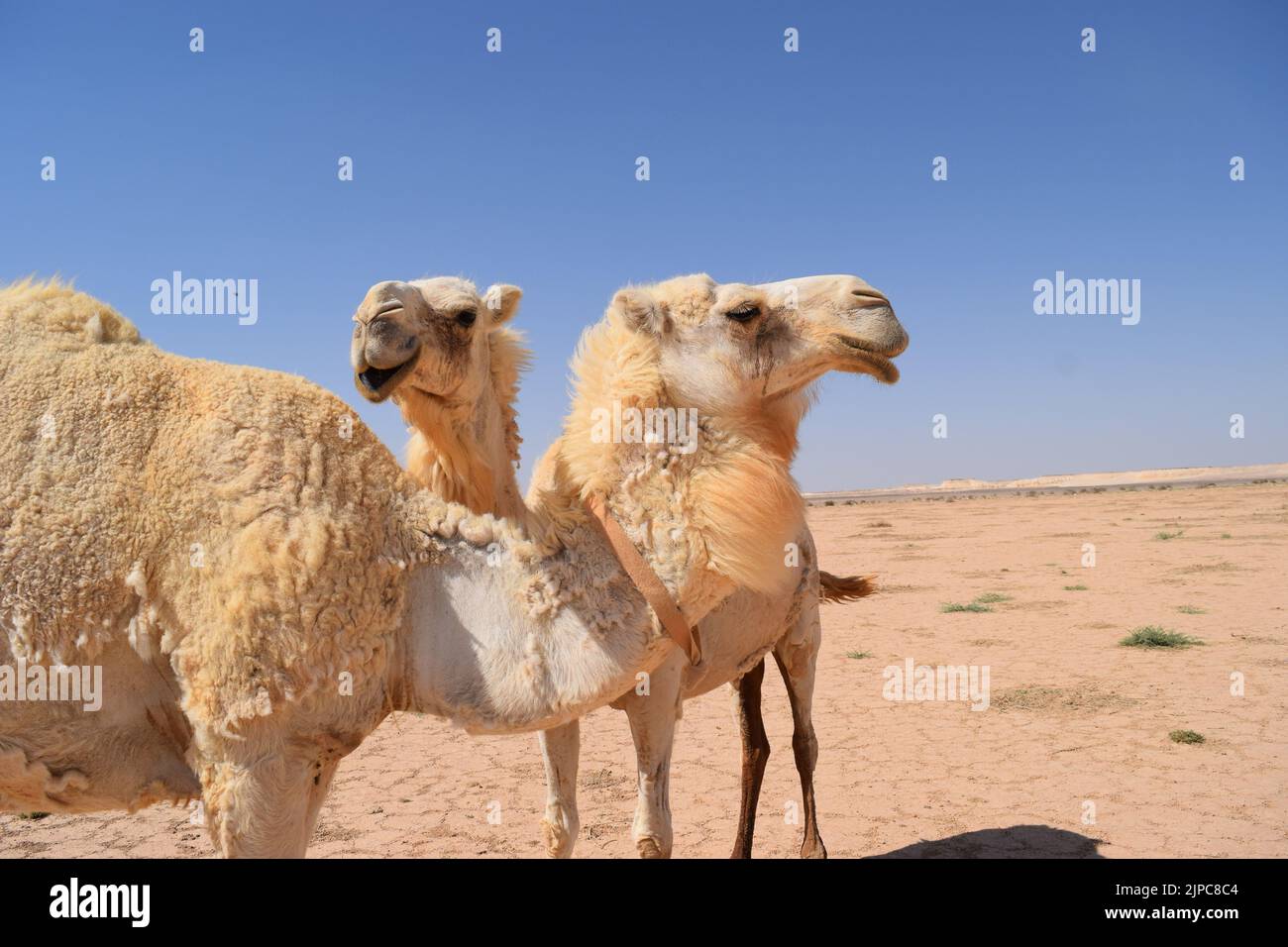 wild desert in Amman, Jordan. Considered as a white desert in Middle ...