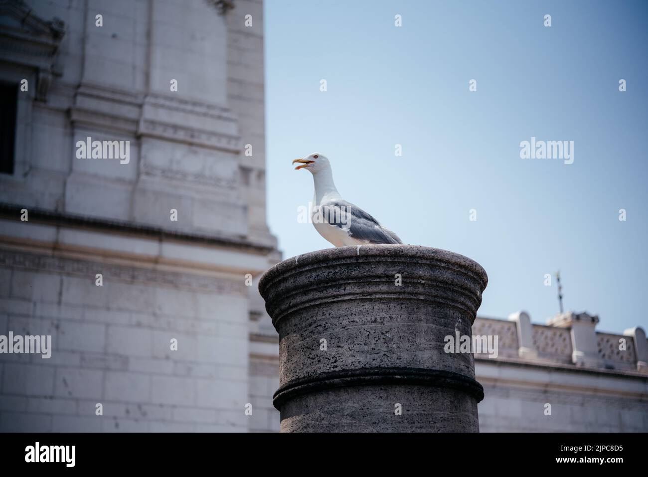 A seagull sitting on an antique stone column against the walls of the ...