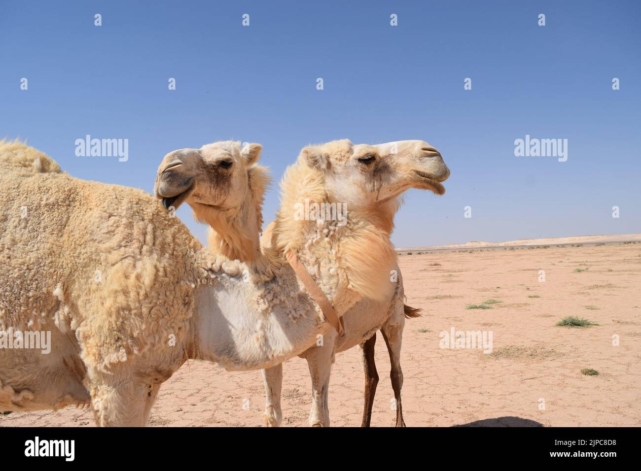 wild desert in Amman, Jordan. Considered as a white desert in Middle ...