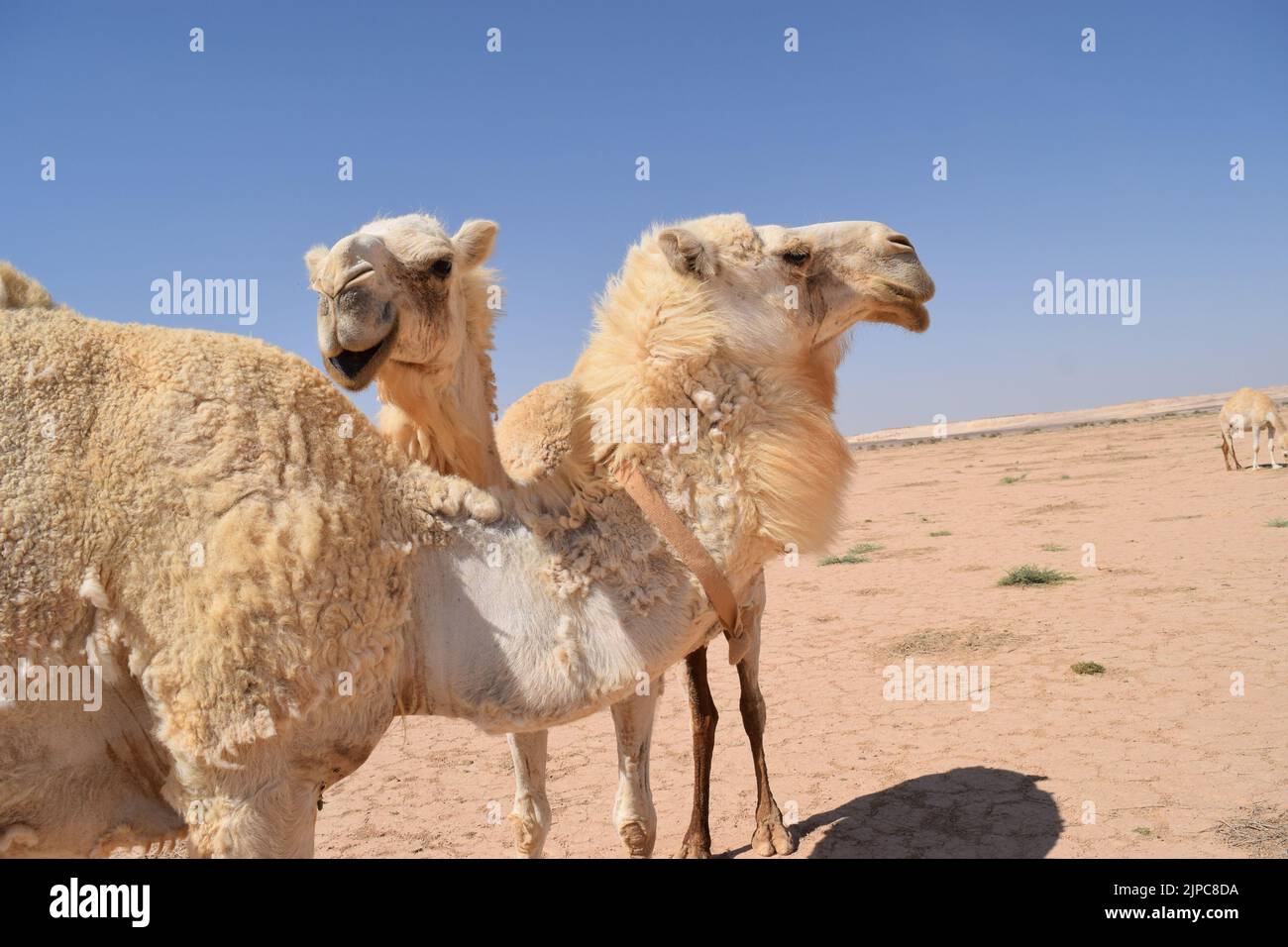 wild desert in Amman, Jordan. Considered as a white desert in Middle ...