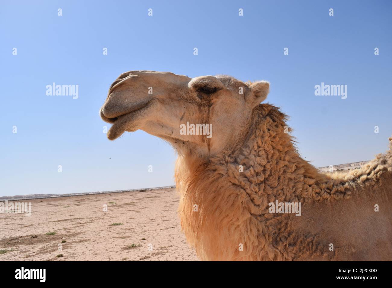 wild desert in Amman, Jordan. Considered as a white desert in Middle ...
