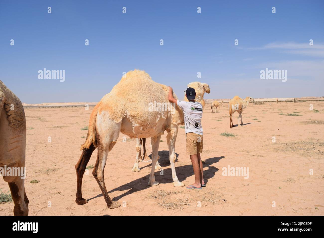 wild desert in Amman, Jordan. Considered as a white desert in Middle ...