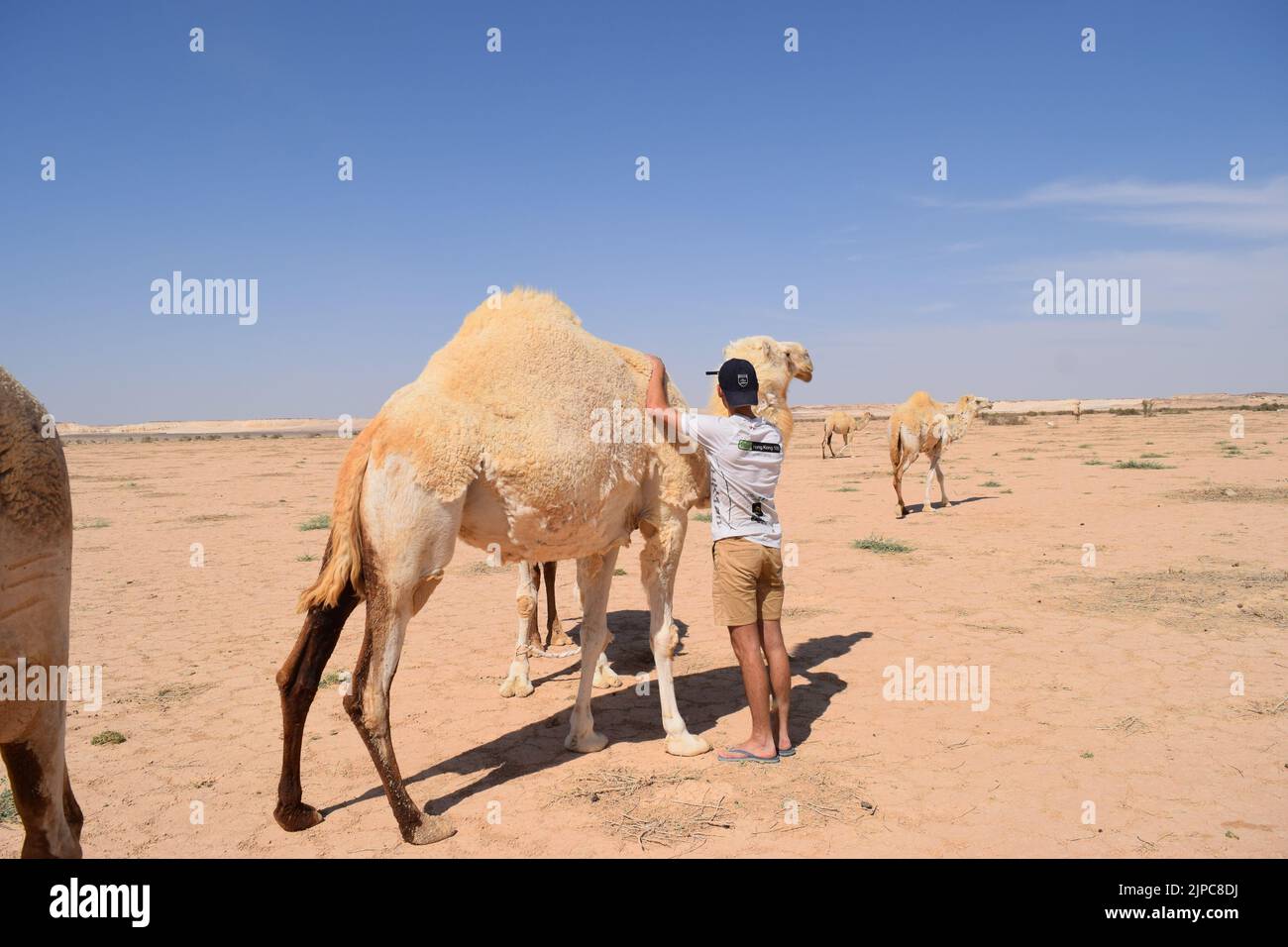 wild desert in Amman, Jordan. Considered as a white desert in Middle ...