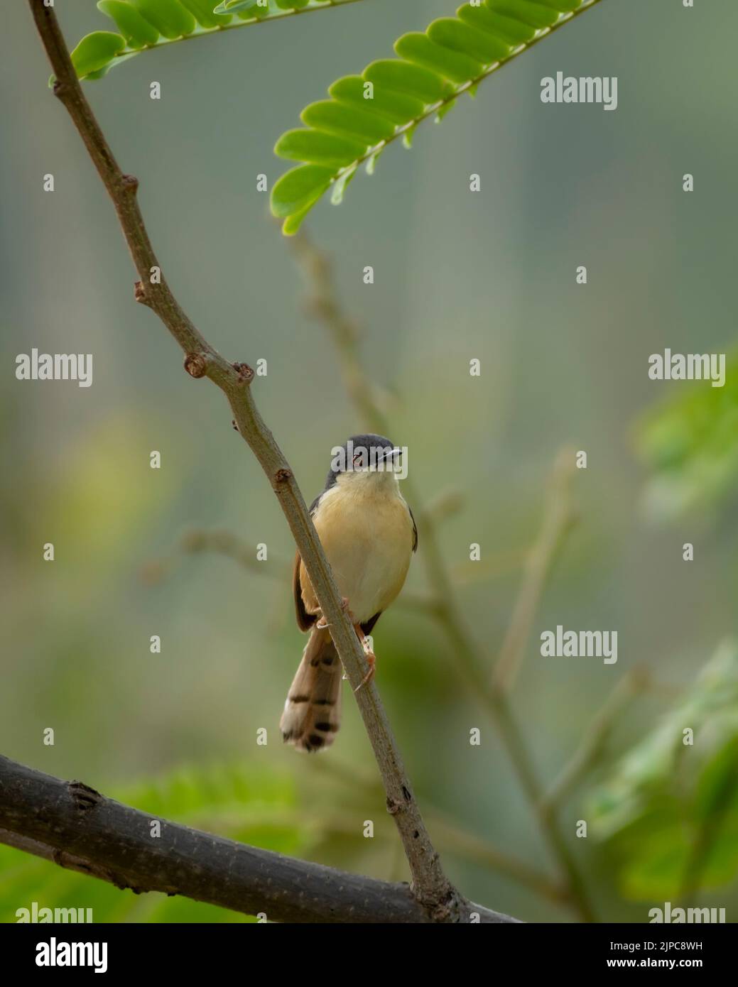 ashy prinia or ashy wren-warbler closeup or portrait in natural green ...