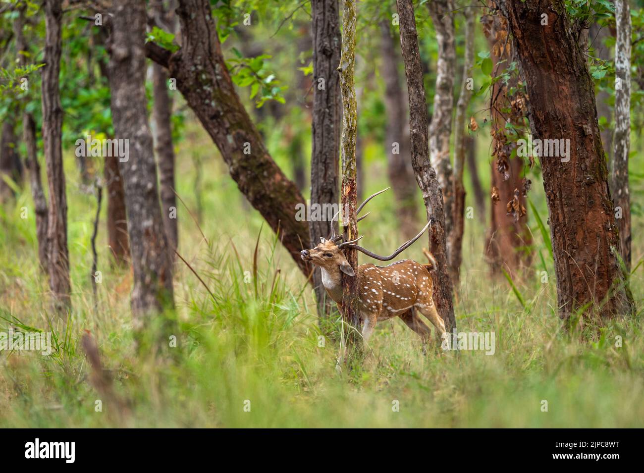 Spotted deer or Chital or axis axis rubbing his antlers on the base of ...