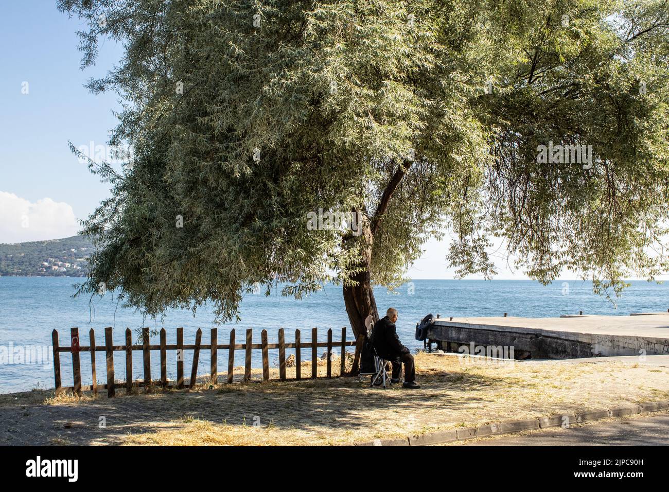 an old man sits under a big olive tree by the sea Princes Islands ...