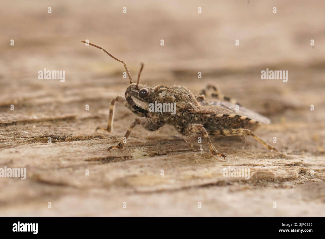 Coranus griseus hi-res stock photography and images - Alamy