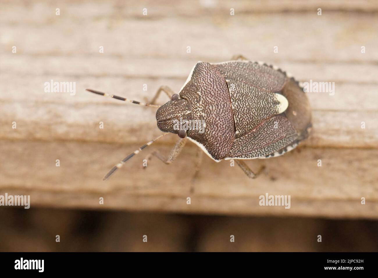 Closeup on the small mediterranean Pentatomid shield bug, Holcostethus albipes sitting onwood ...