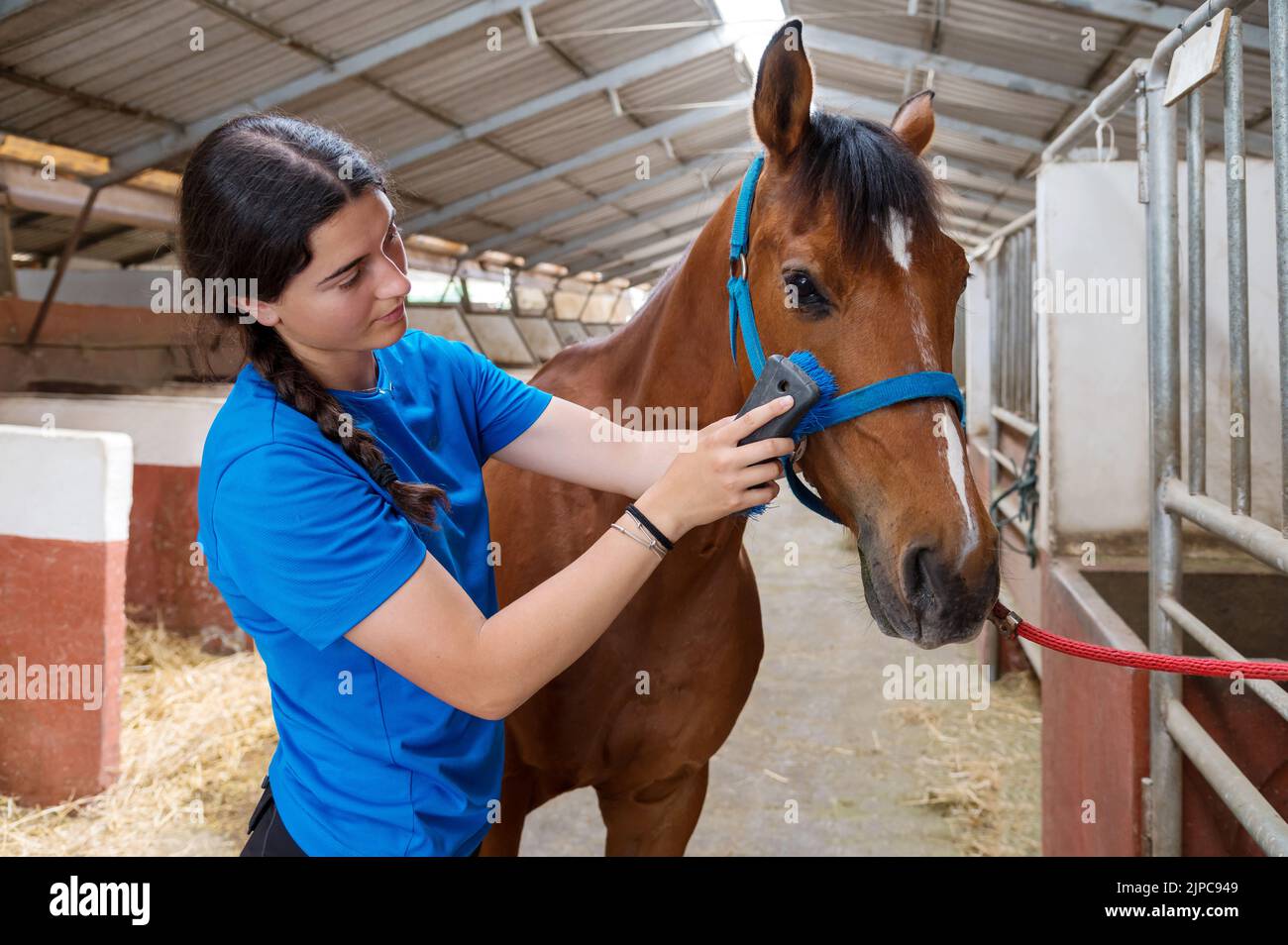 Brushing horse hi-res stock photography and images - Alamy