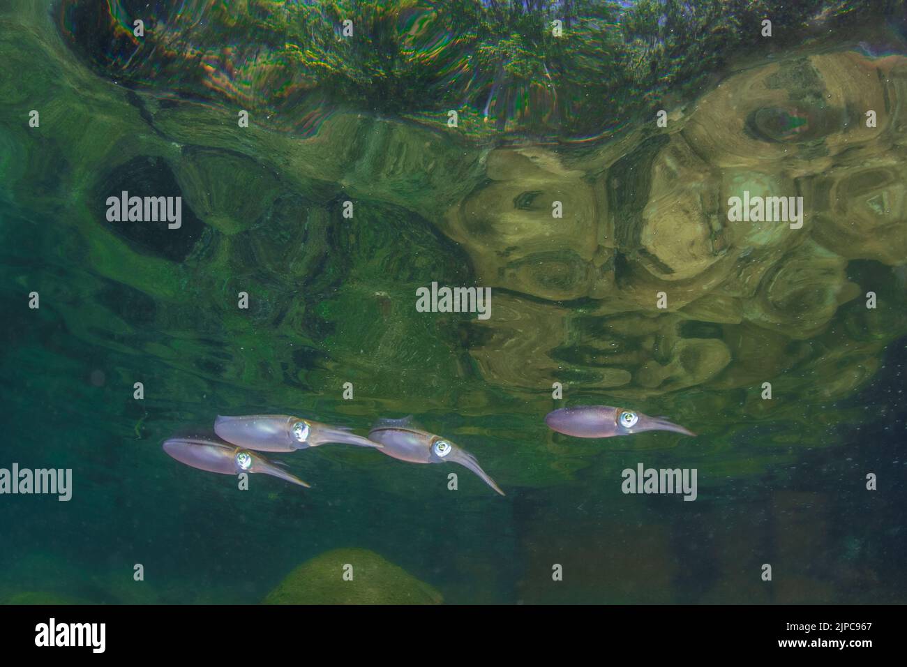 Group squid swimming underwater hi-res stock photography and images - Alamy