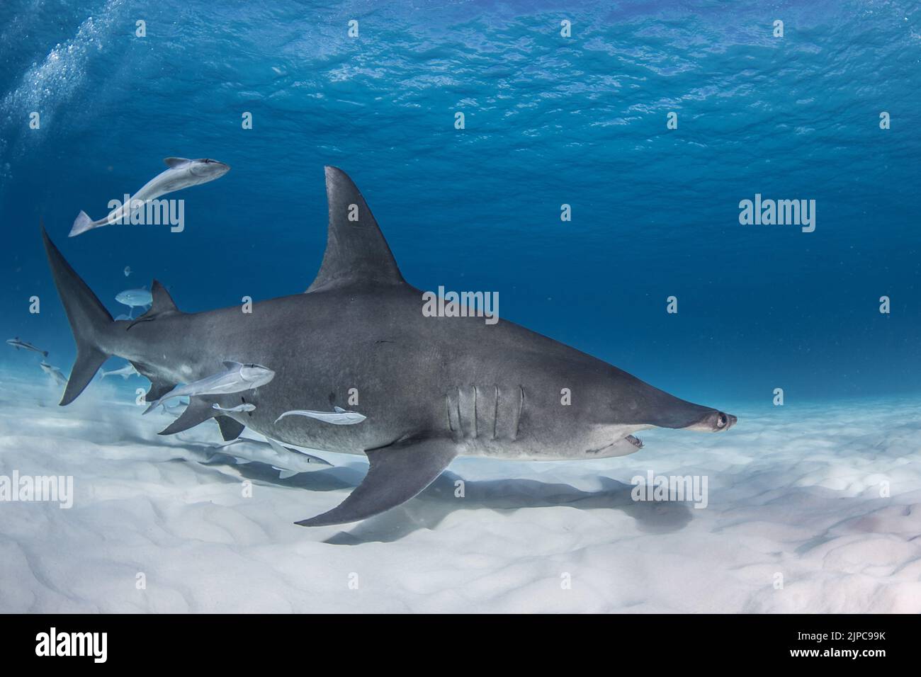A shark swimming and searching for food underwater Stock Photo - Alamy