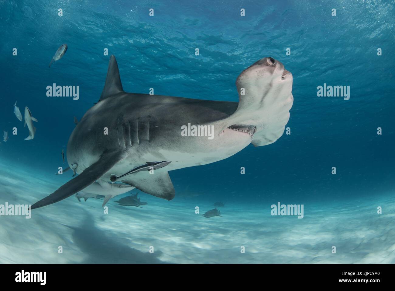 A hummer head shark swimming and searching for food underwater Stock ...