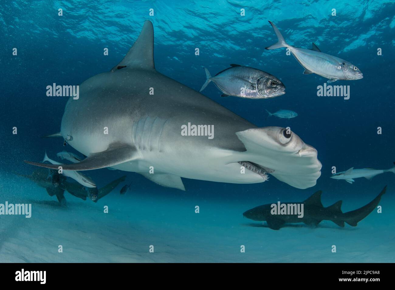 A hummer head shark swimming and searching for food underwater Stock ...