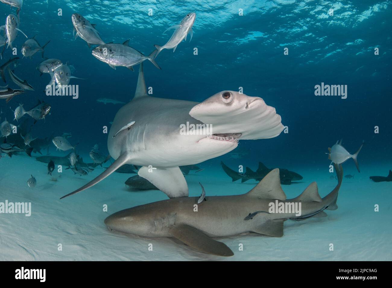 A hummer head shark swimming and searching for food underwater Stock ...