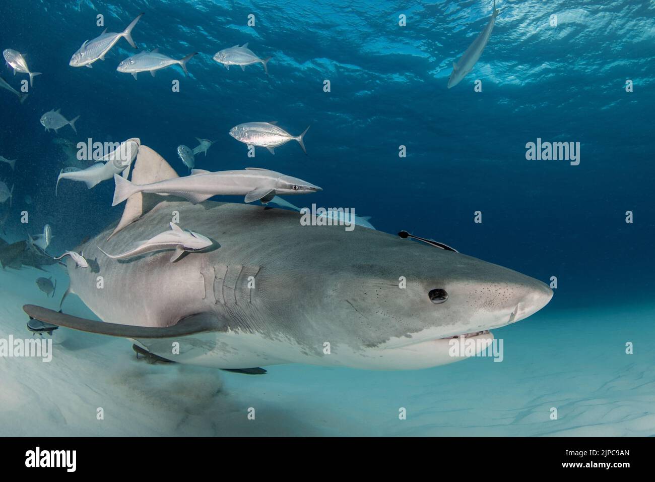 A shark swimming and searching for food underwater Stock Photo - Alamy