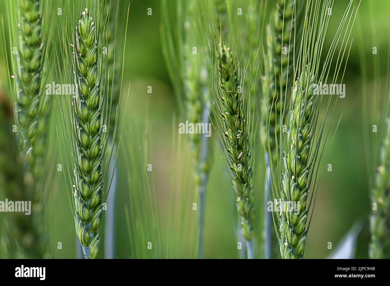 Landharvest hi-res stock photography and images - Alamy