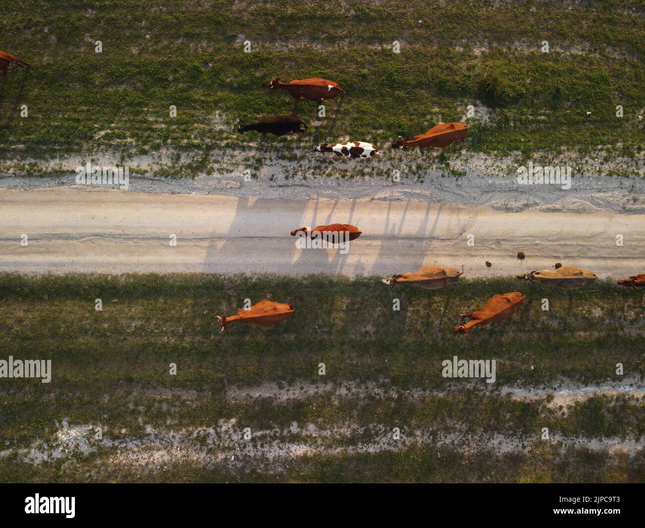AERIAL: Flying over a small herd of cattle cows walking uniformly down ...