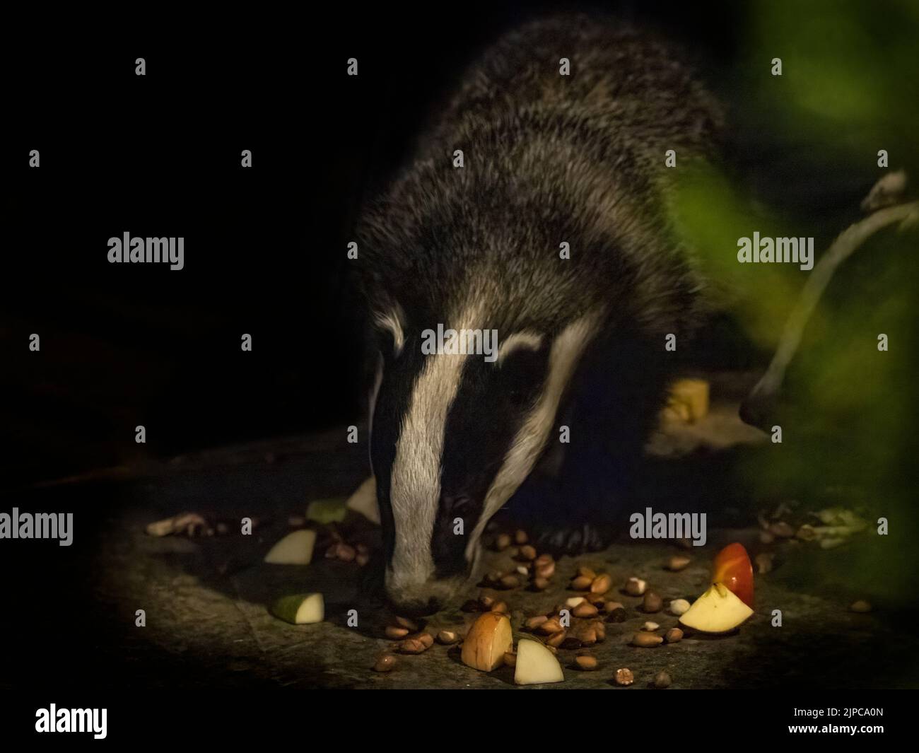 Eurasian badger (Meles meles) eating food in a garden at night Stock ...