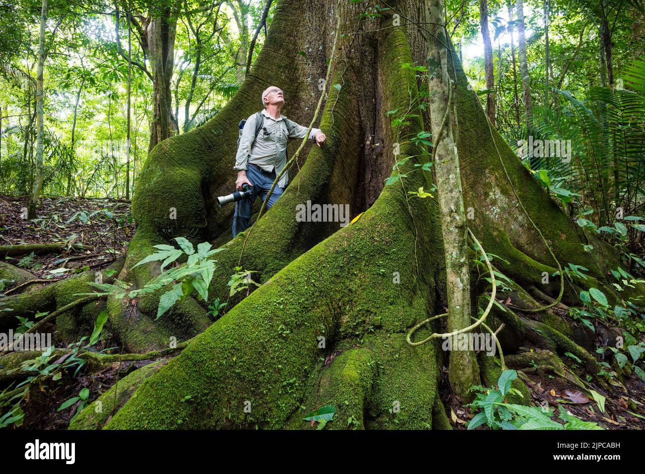 Nature tourist beside a large ceiba tree in the rainforest of Soberania ...