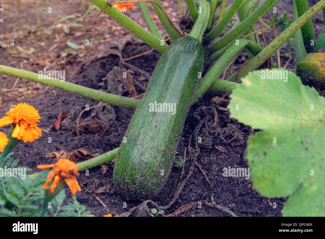 Green zucchini in farming and harvesting. Zucchini growing in the ...