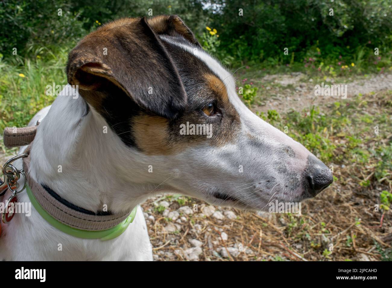 Close up shot of the face of a fox terrier and pointer cross mix breed ...