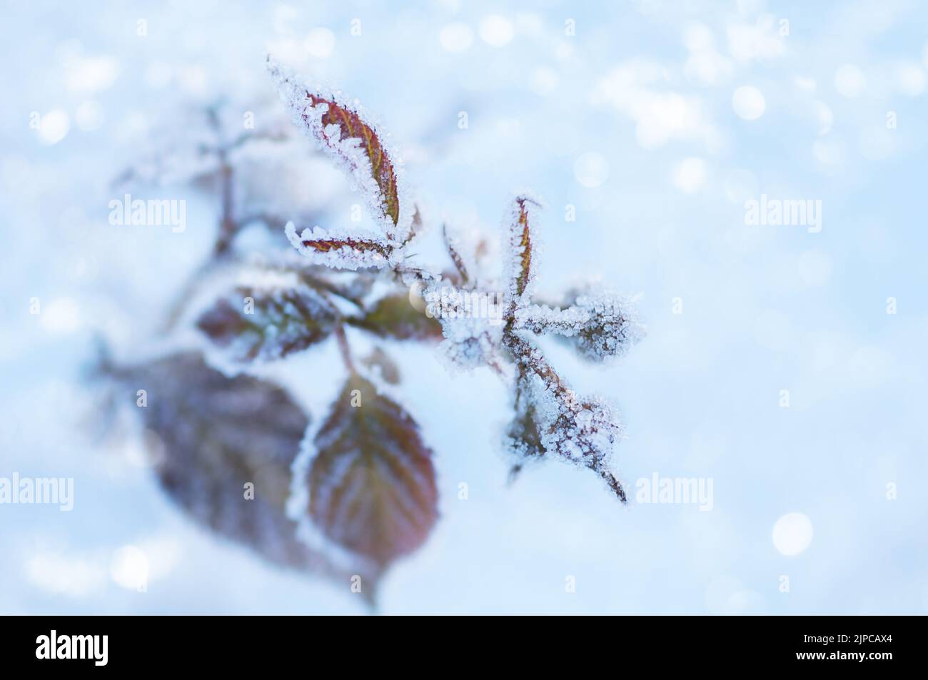 Beautiful crystal hoarfrost on dried raspberry plant Stock Photo - Alamy