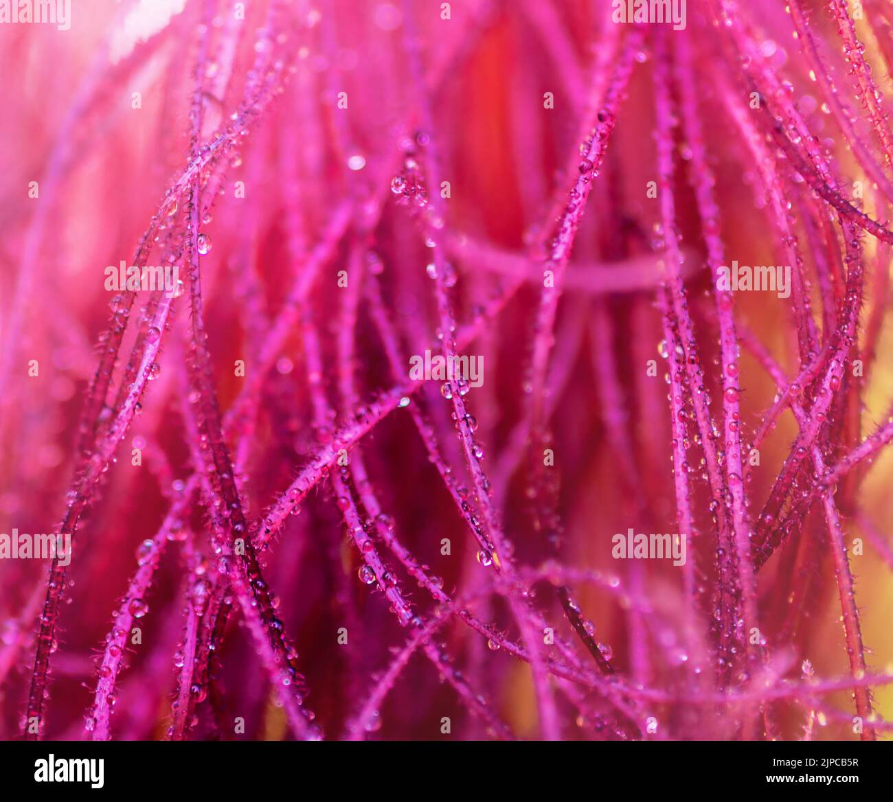 Corn stamen hi-res stock photography and images - Alamy
