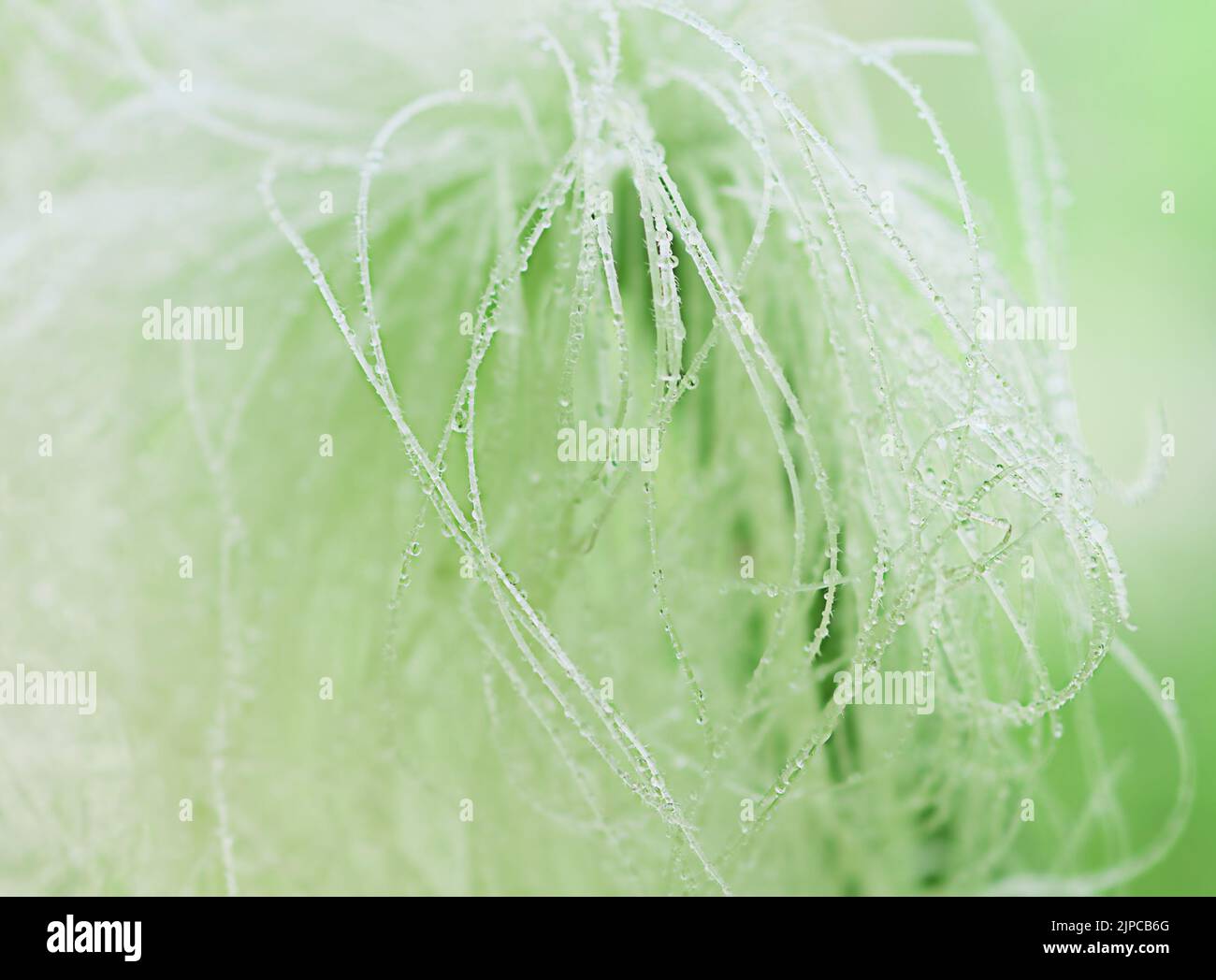 light green abstract natural background, corn stamens with dew drops ...