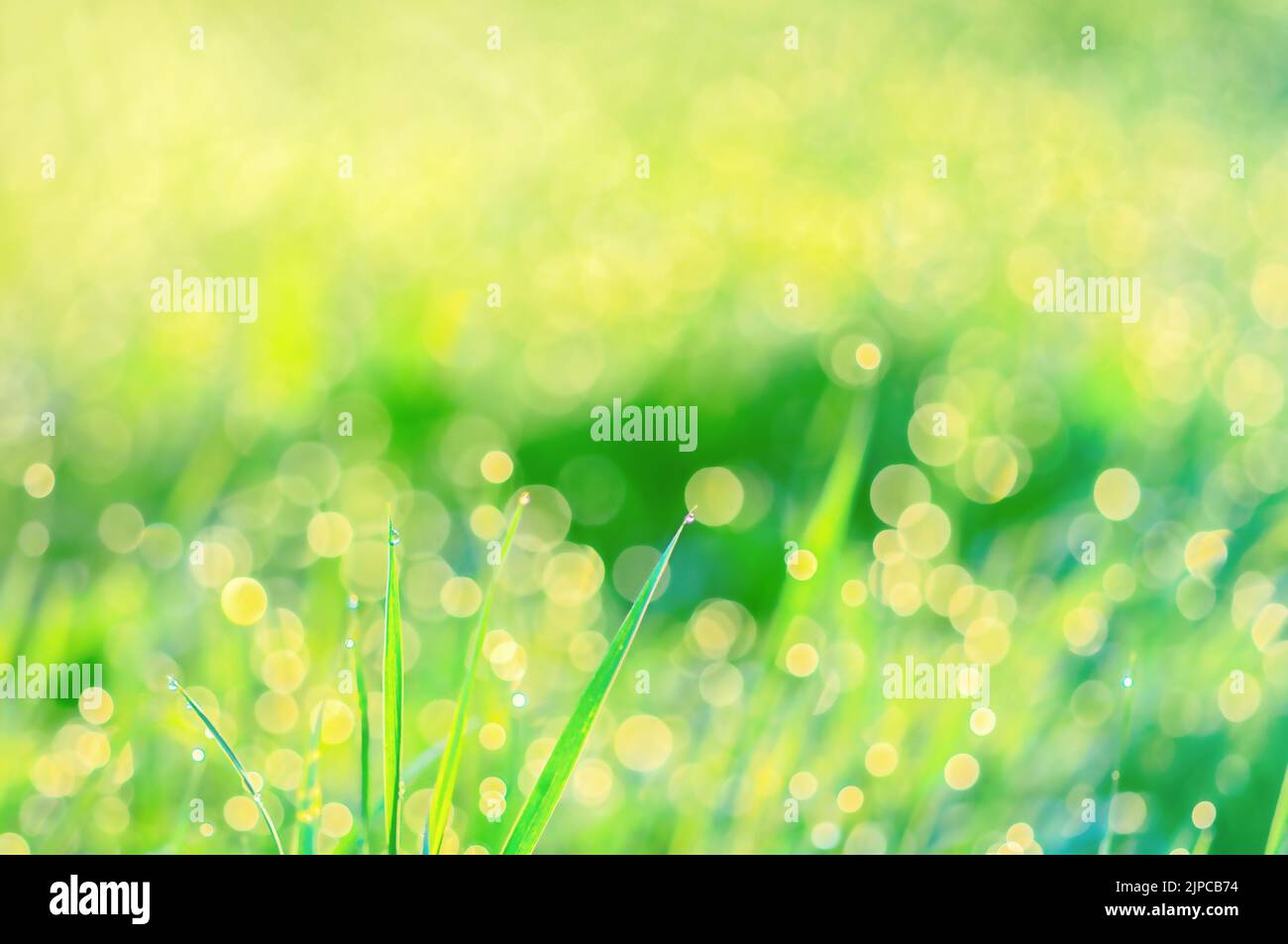 blurred grass background with green grass Stock Photo - Alamy
