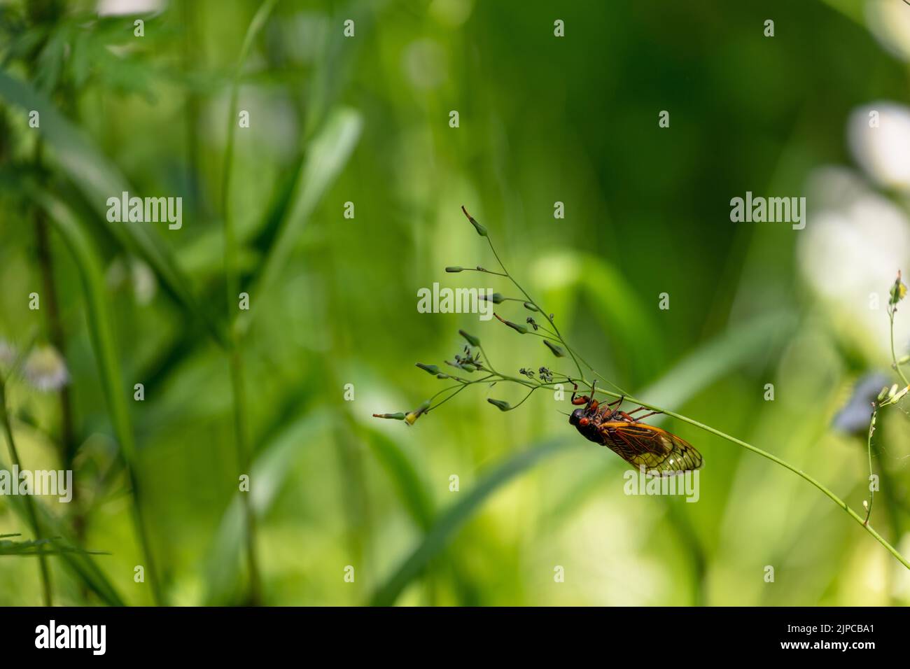 A 17 years periodical Brood-X cicada on a plant Stock Photo - Alamy