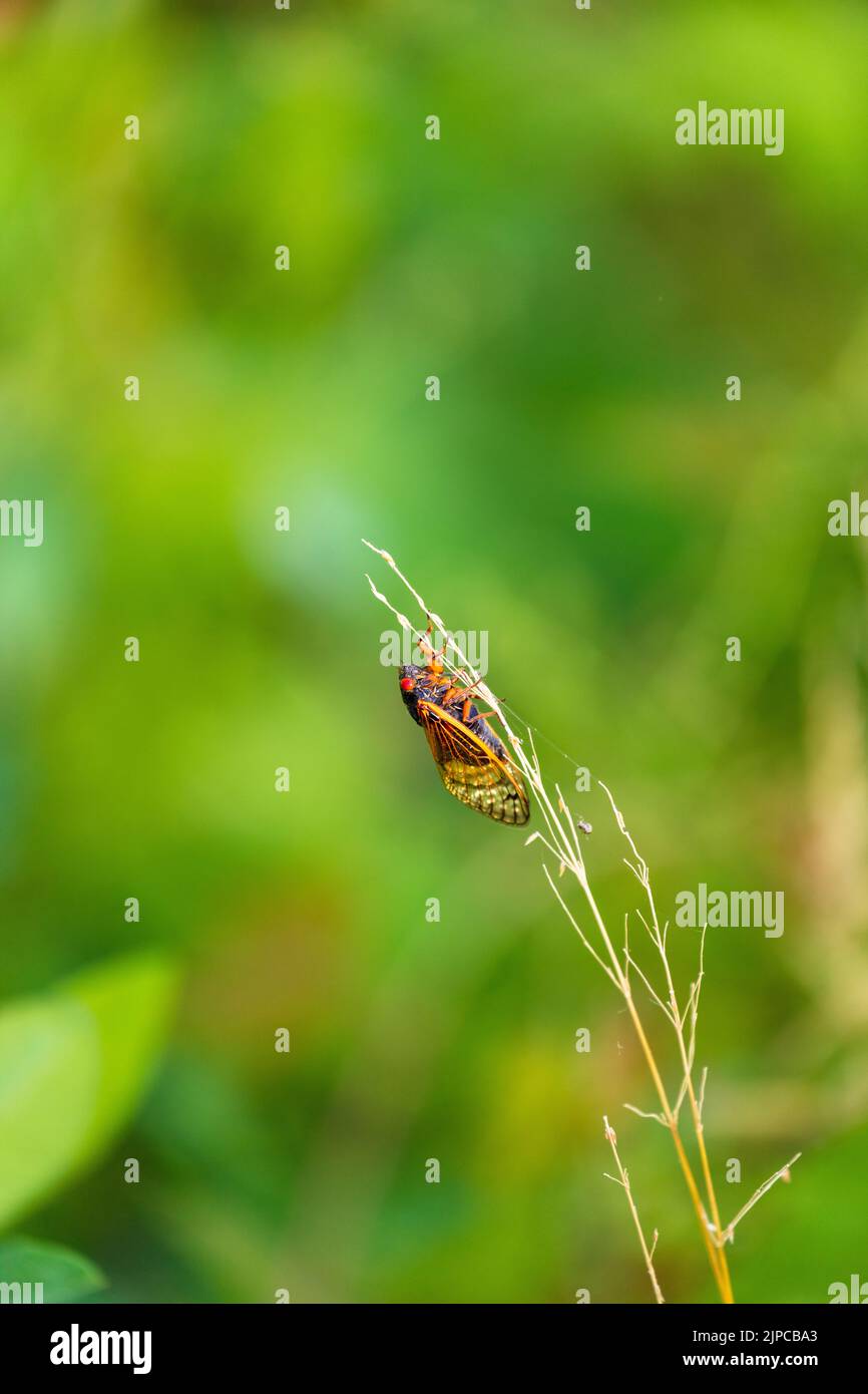 A 17 years periodical Brood-X cicada on a plant Stock Photo - Alamy