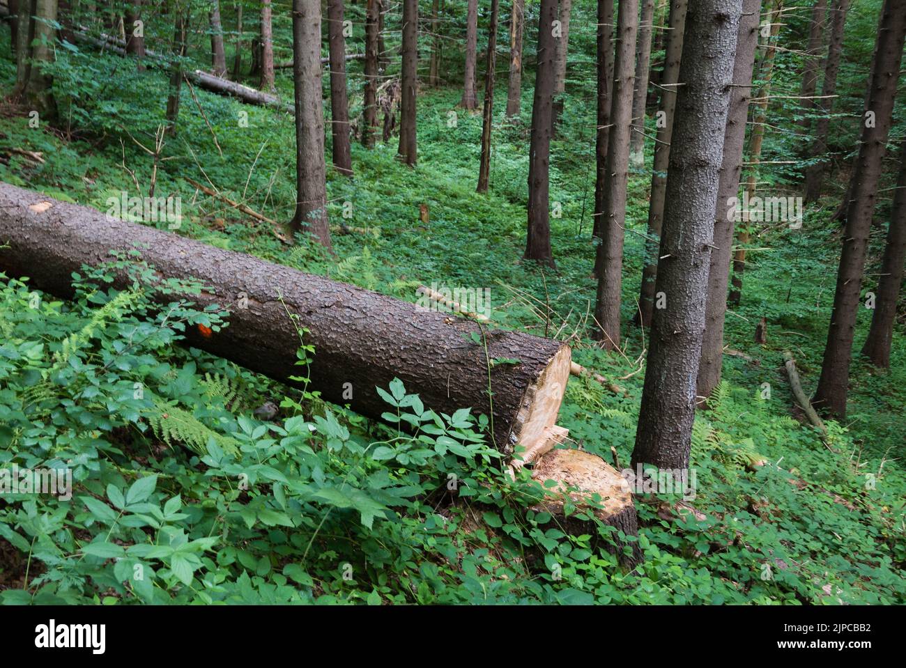 Tree cutting in forest. Deforestation in natural environment. Lumber ...