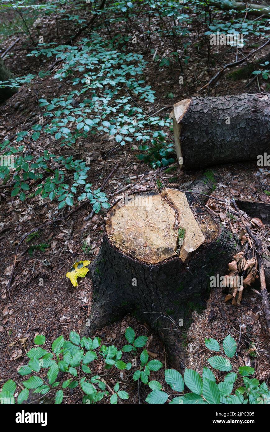 Tree cutting in forest. Deforestation in natural environment. Lumber ...