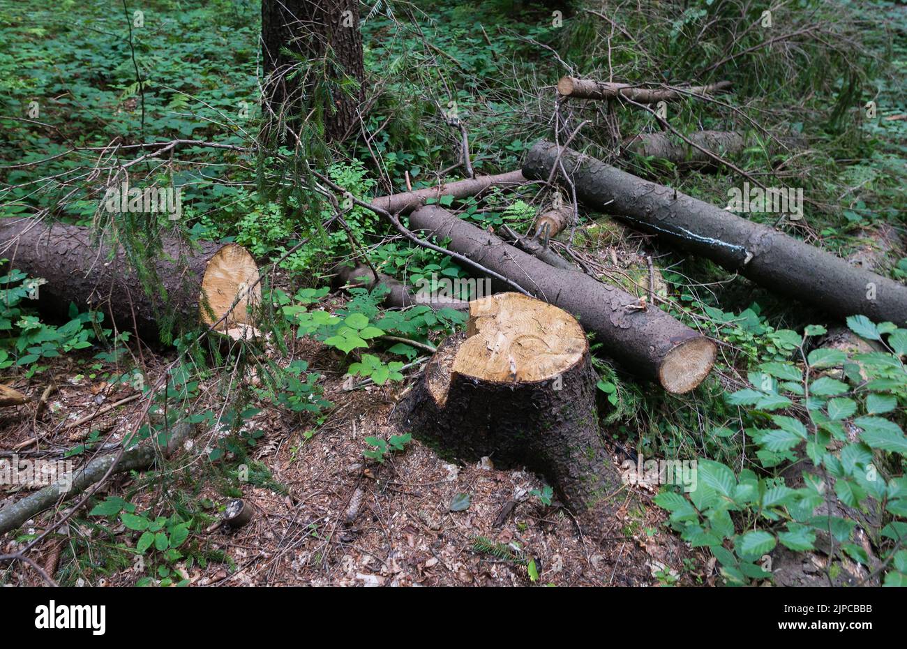 Tree cutting in forest. Deforestation in natural environment. Lumber ...