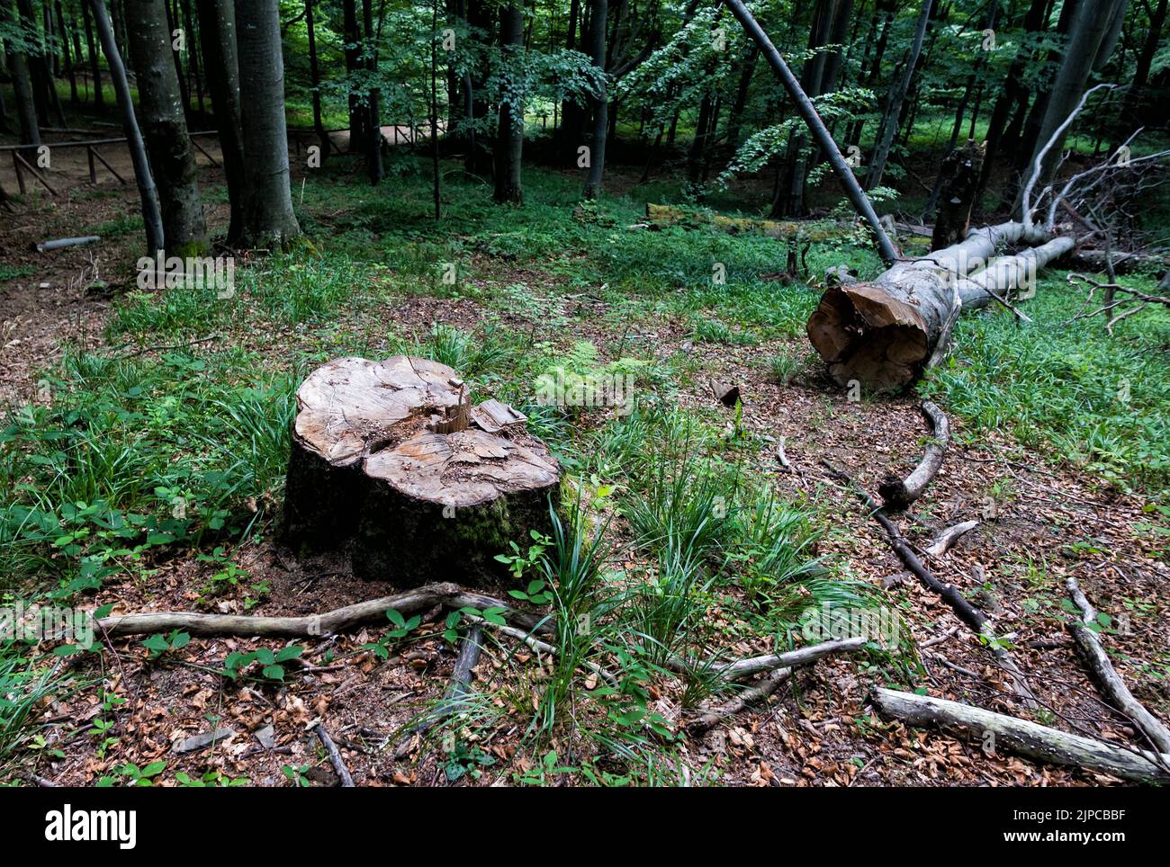 Tree cutting in forest. Deforestation in natural environment. Lumber ...