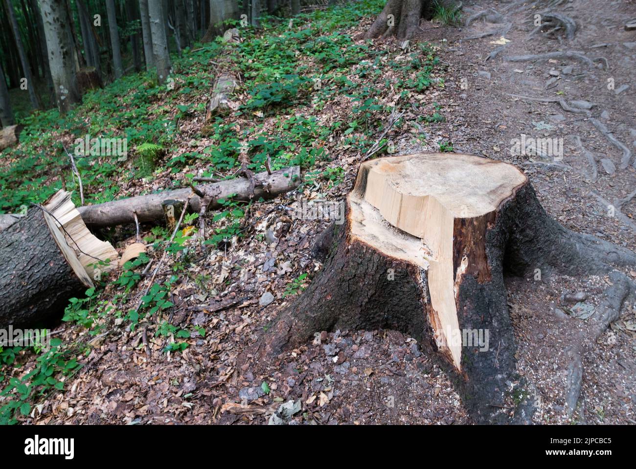 Tree cutting in forest. Deforestation in natural environment. Lumber ...