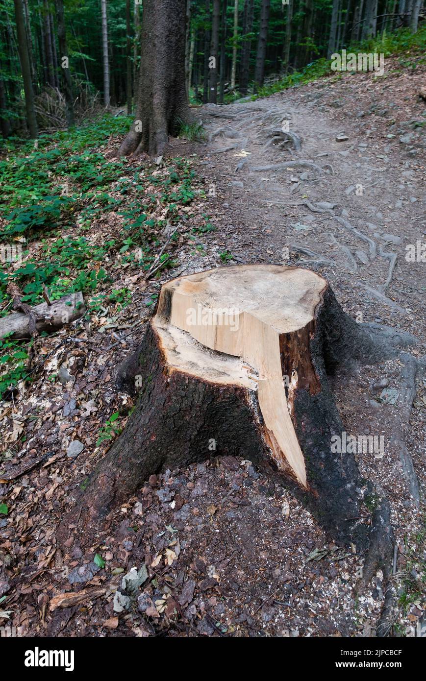 Tree cutting in forest. Deforestation in natural environment. Lumber ...
