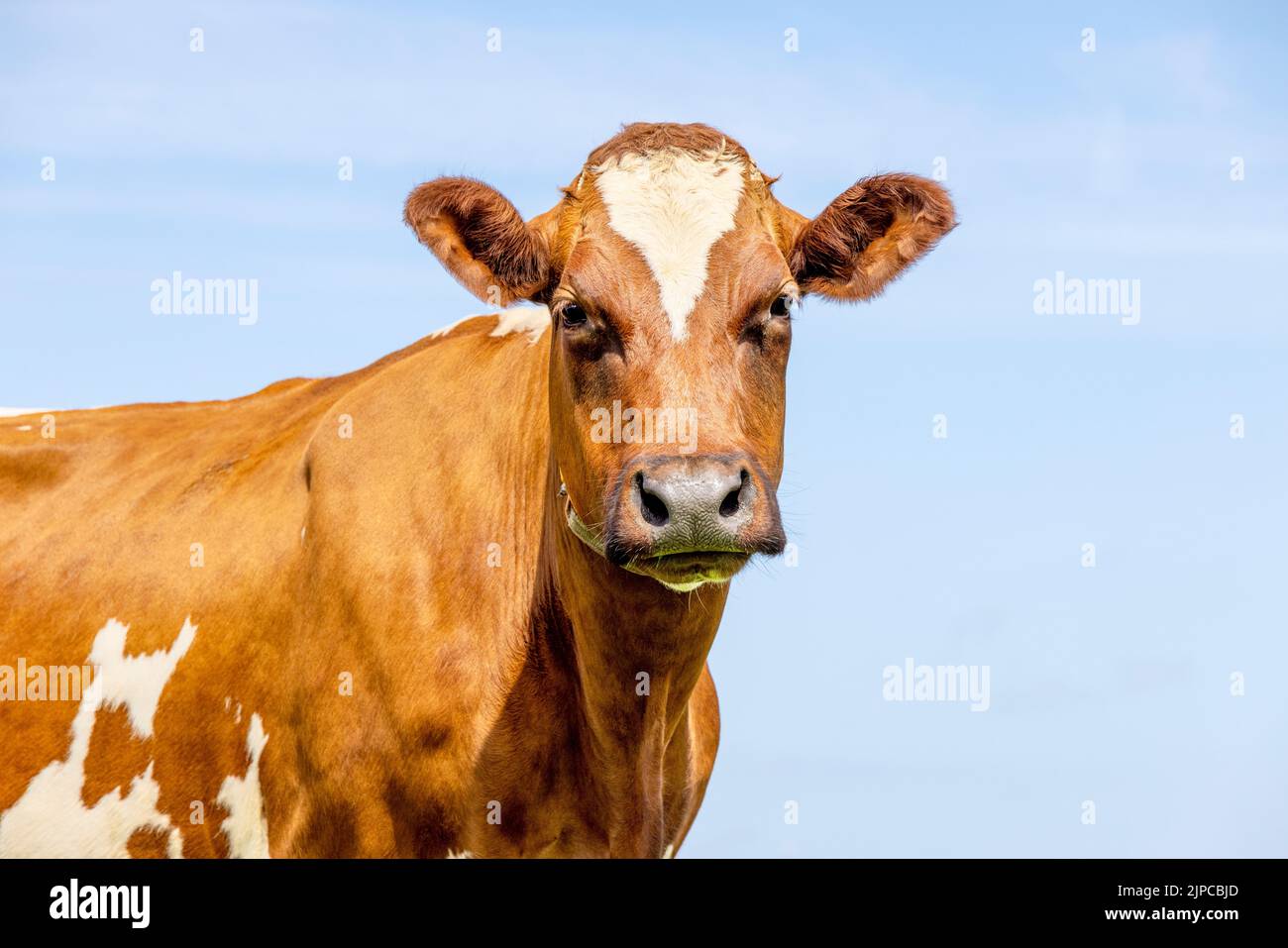 Cute cow red head with dreamy eyes and black nose, on a blue background ...