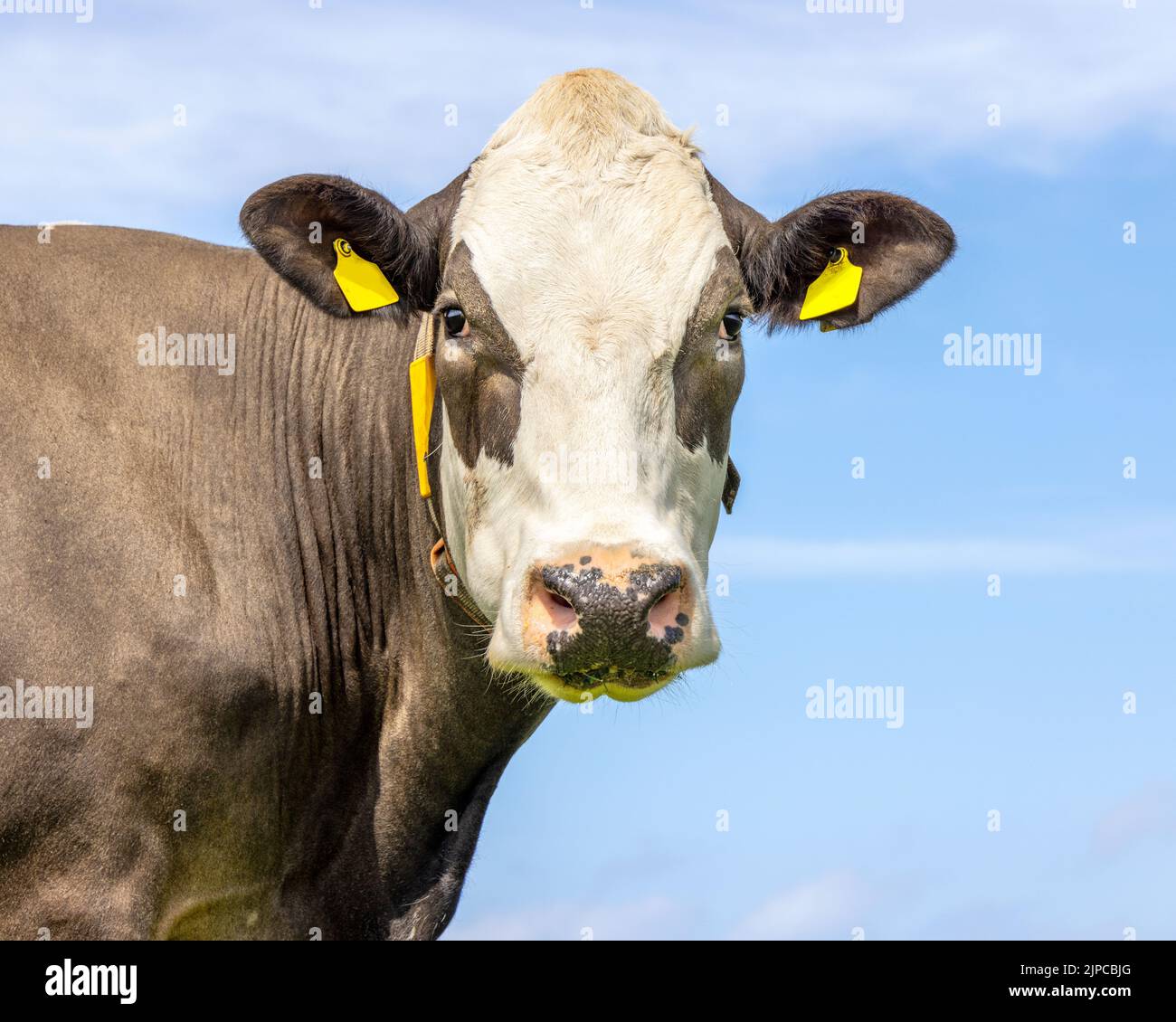 Brown cow looking calm and curious, pink nose and eartags, in front of ...