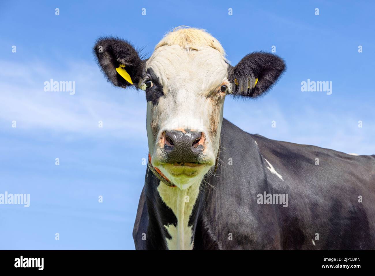 Dutch blue eyes hi-res stock photography and images - Alamy